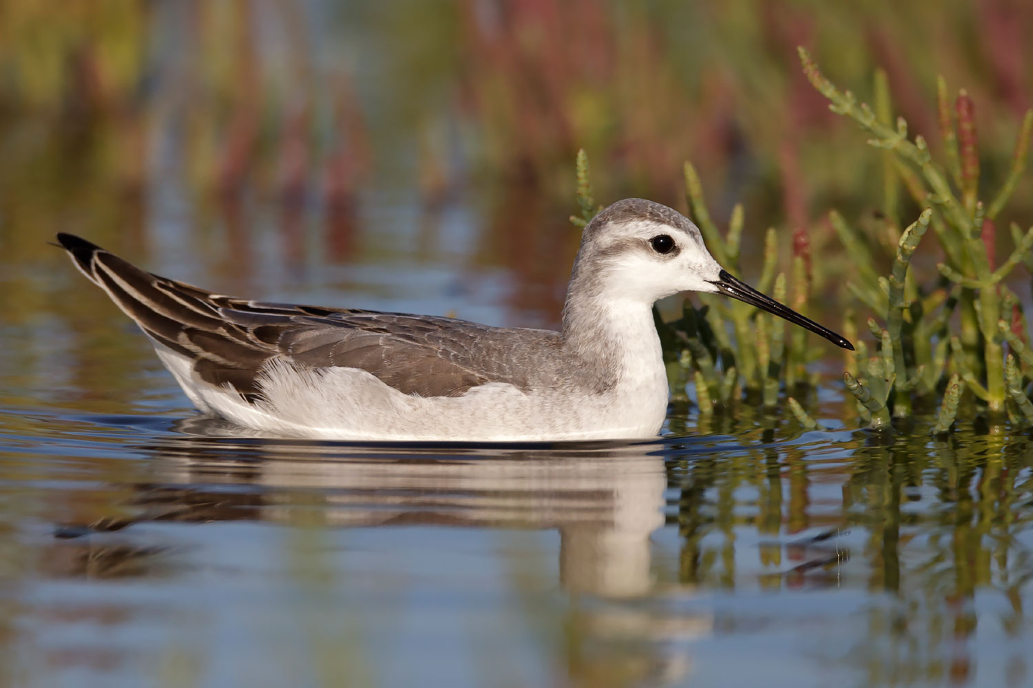 Phalarope photo ID guide - BirdGuides