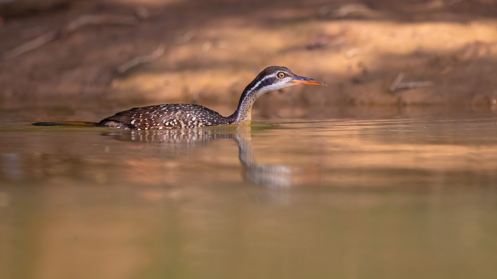 The Gambia: river of plenty - BirdGuides
