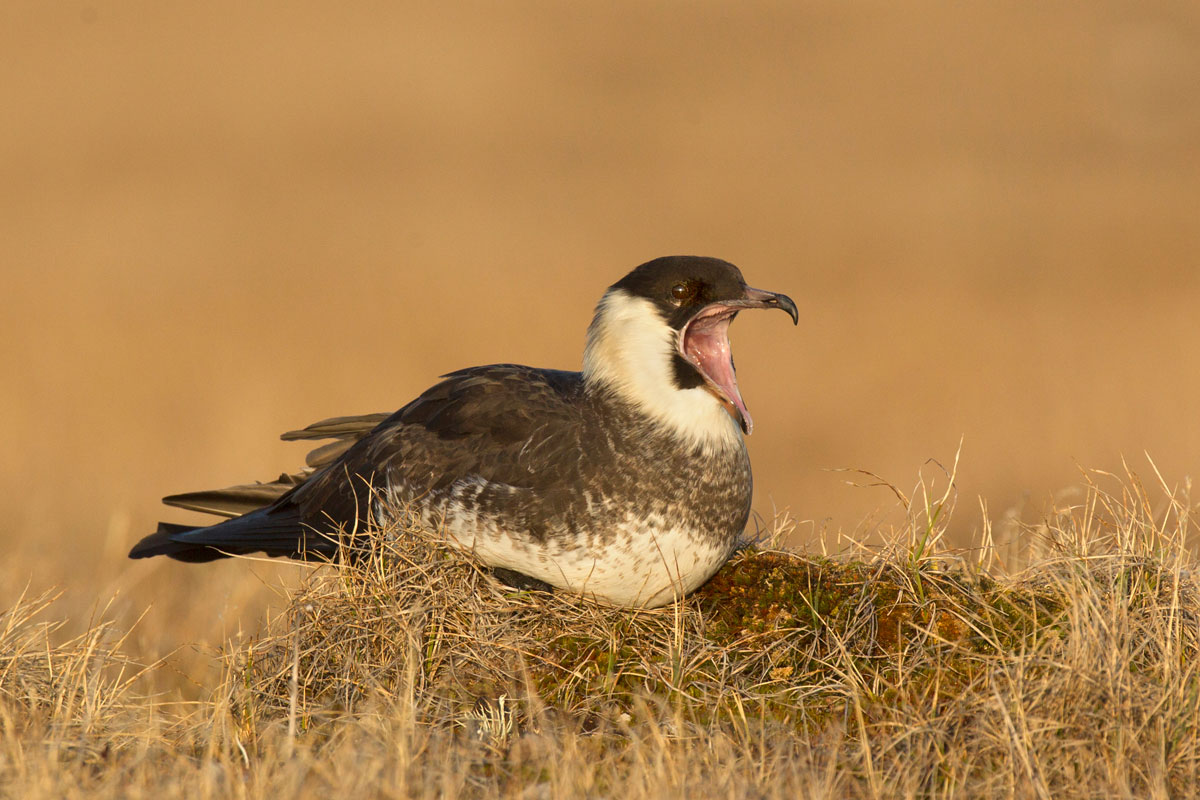 Focus on: Pomarine Skua - BirdGuides