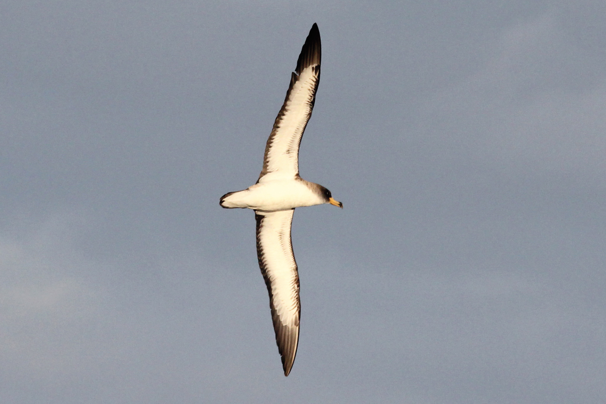 Great and Cory's Shearwater photo ID guide - BirdGuides