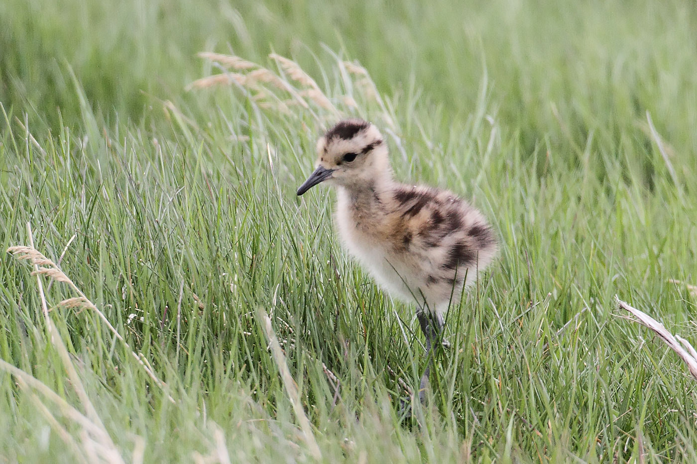 Saving Britain's biggest wader - BirdGuides
