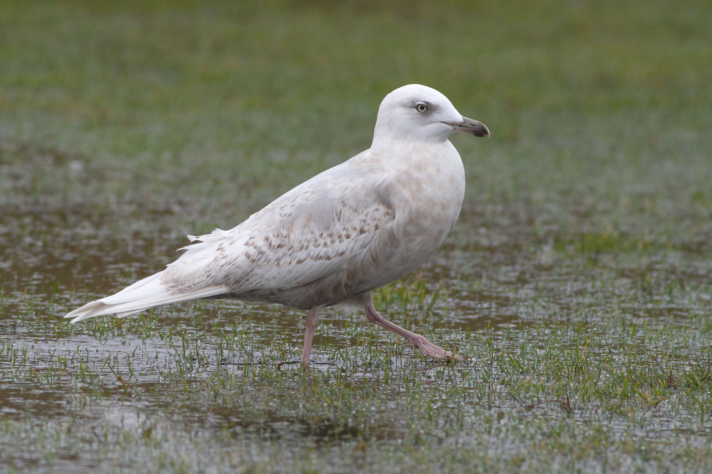 Glaucous and Iceland Gulls photo ID guide - BirdGuides
