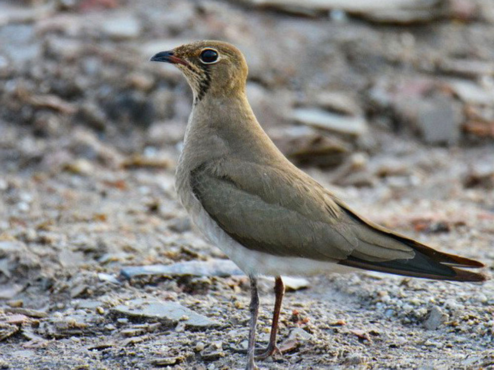 Pratincoles photo ID guide - BirdGuides