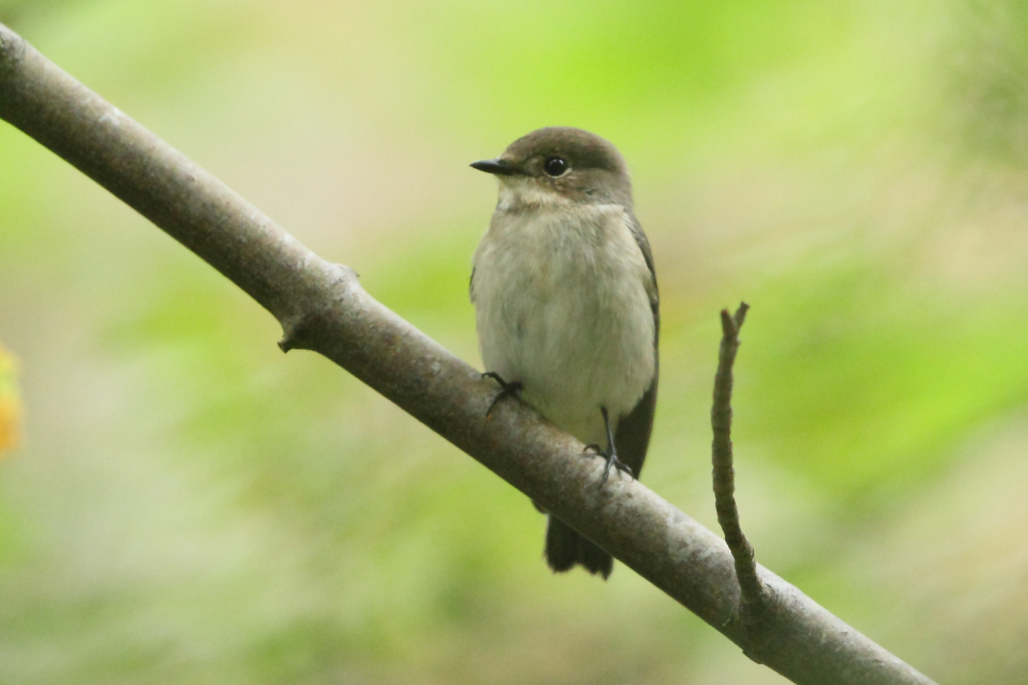 Autumn flycatchers photo ID guide - BirdGuides