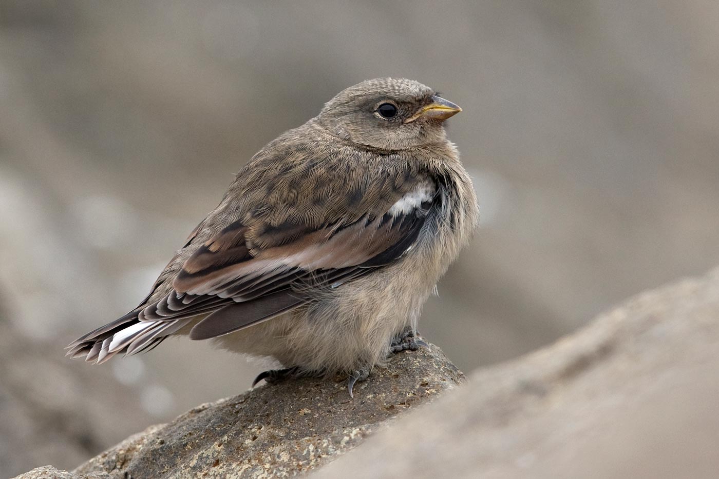 Snow Bunting photo ID guide - BirdGuides