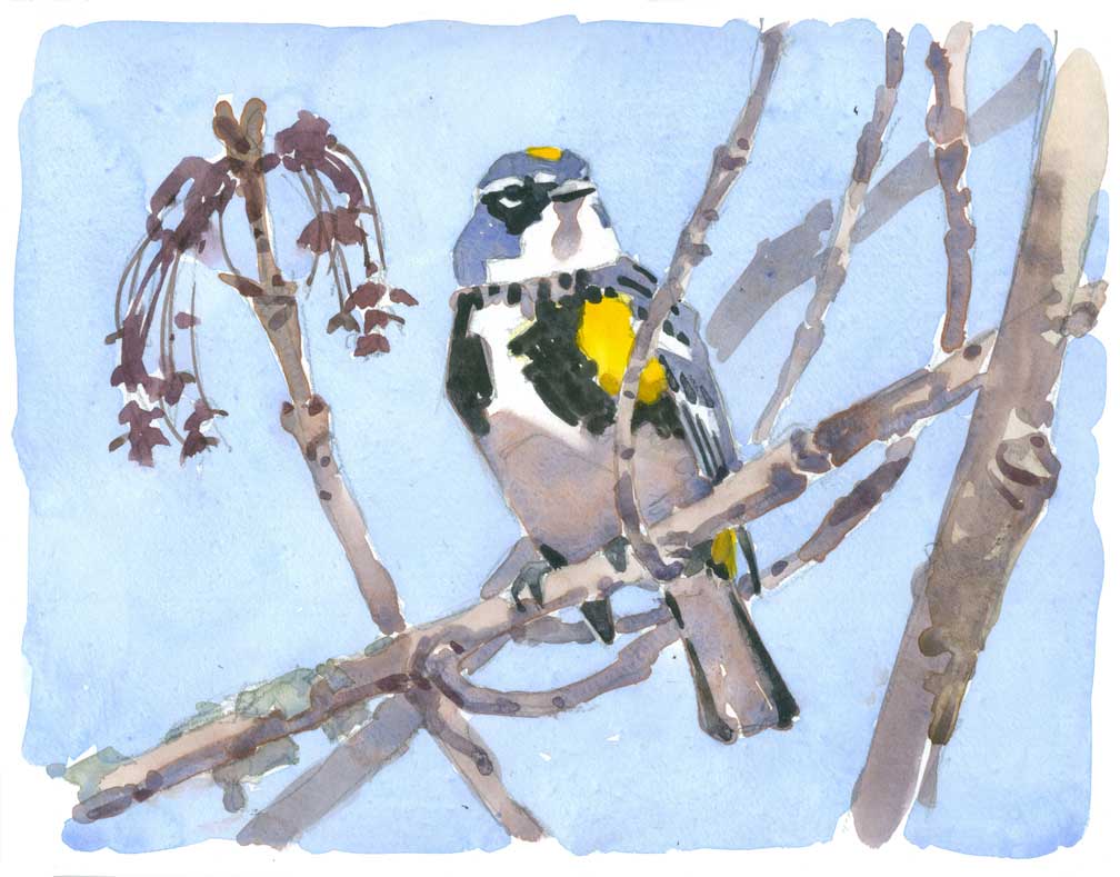 Birdwatch and Swarovski Optik Artist of the Year: 2022 - BirdGuides