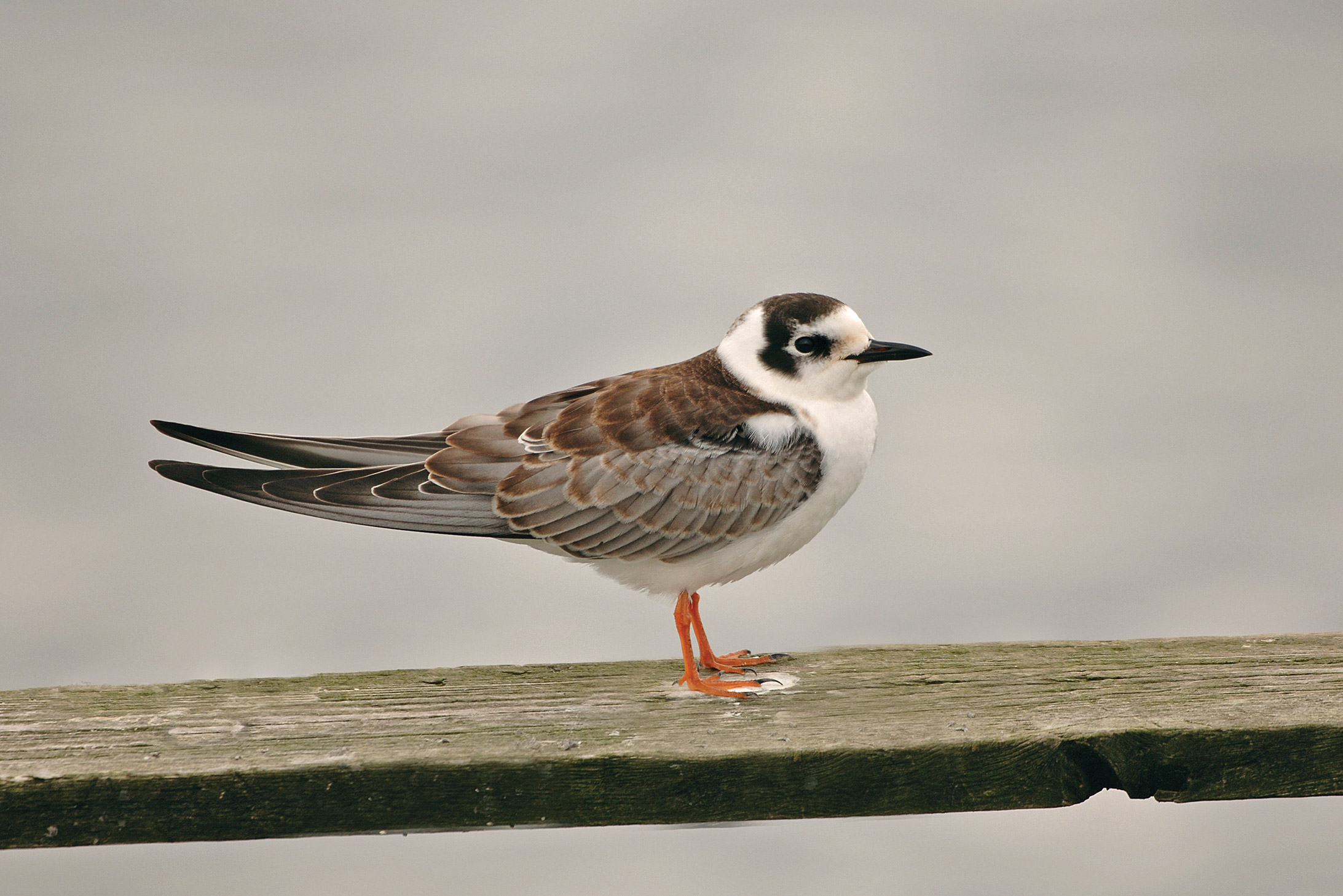 Marsh tern photo ID guide - BirdGuides