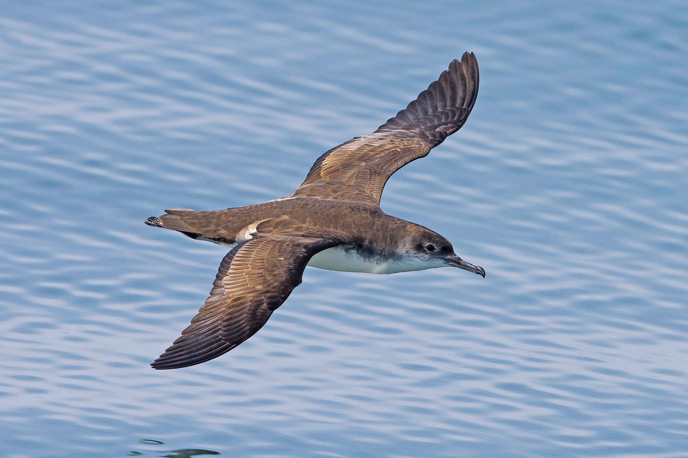 Manx, Balearic and Yelkouan Shearwaters photo ID guide - BirdGuides