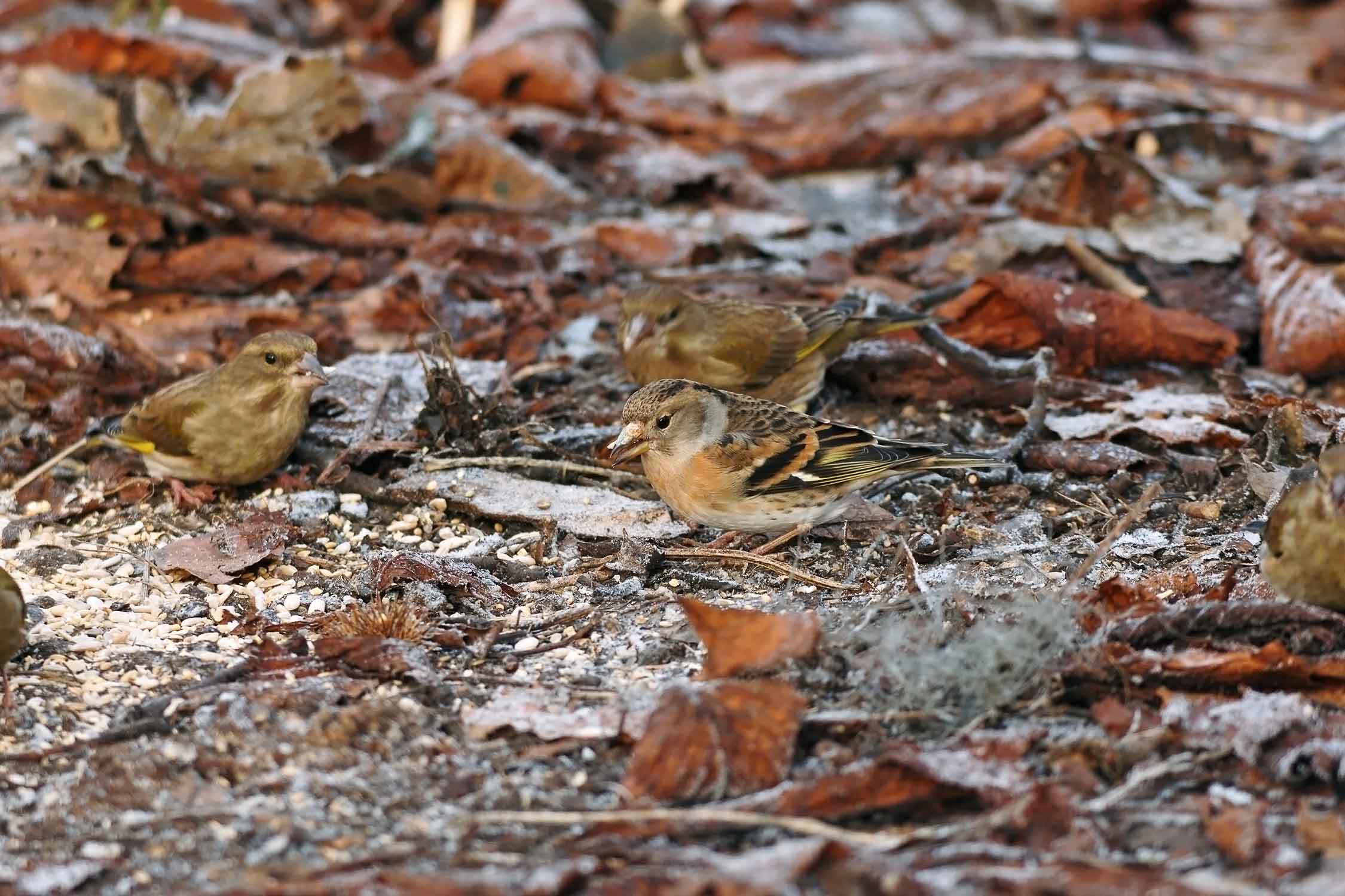 Brambling: masters of the mast - BirdGuides