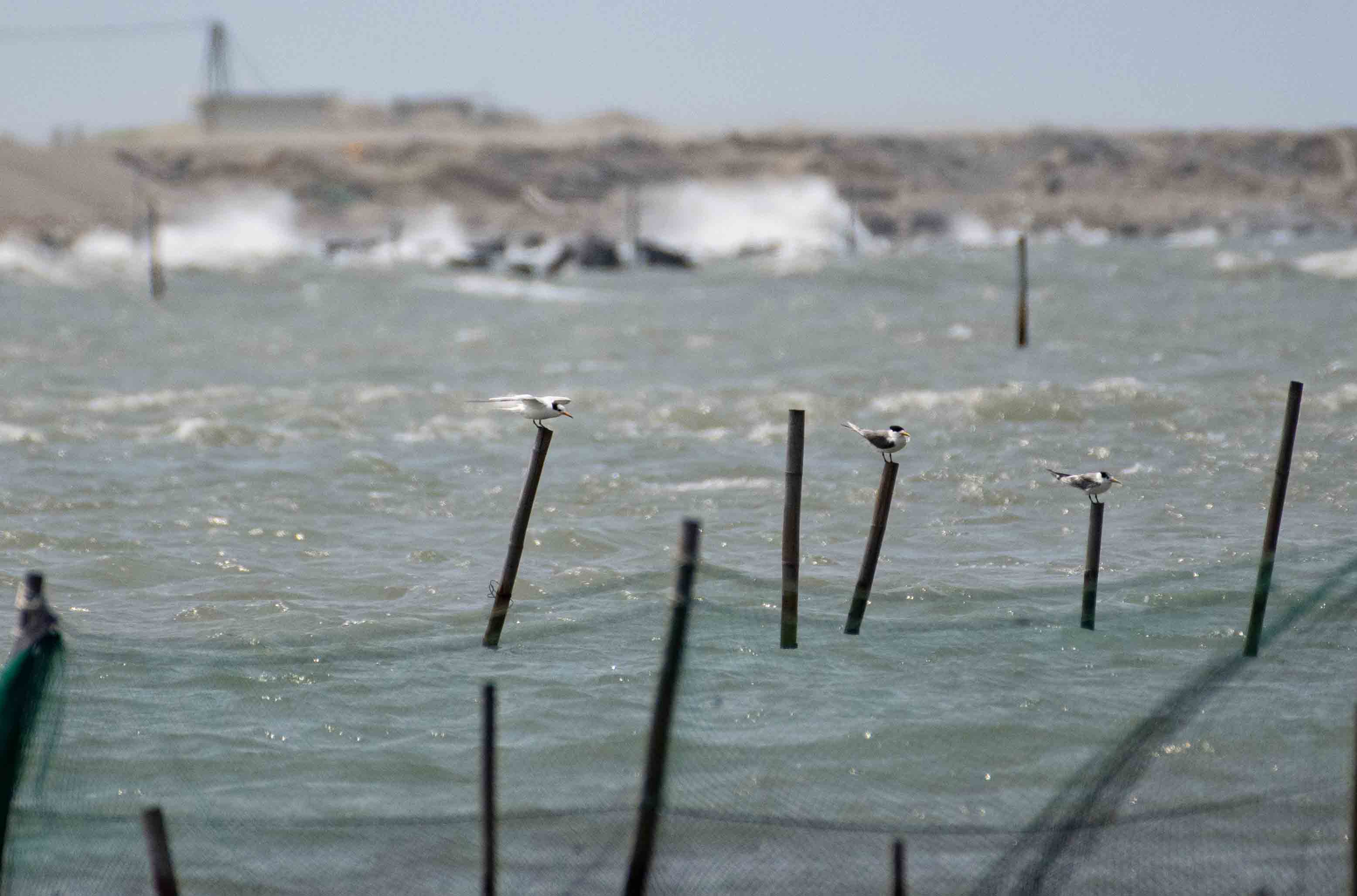 A rare treat in Taiwan - BirdGuides