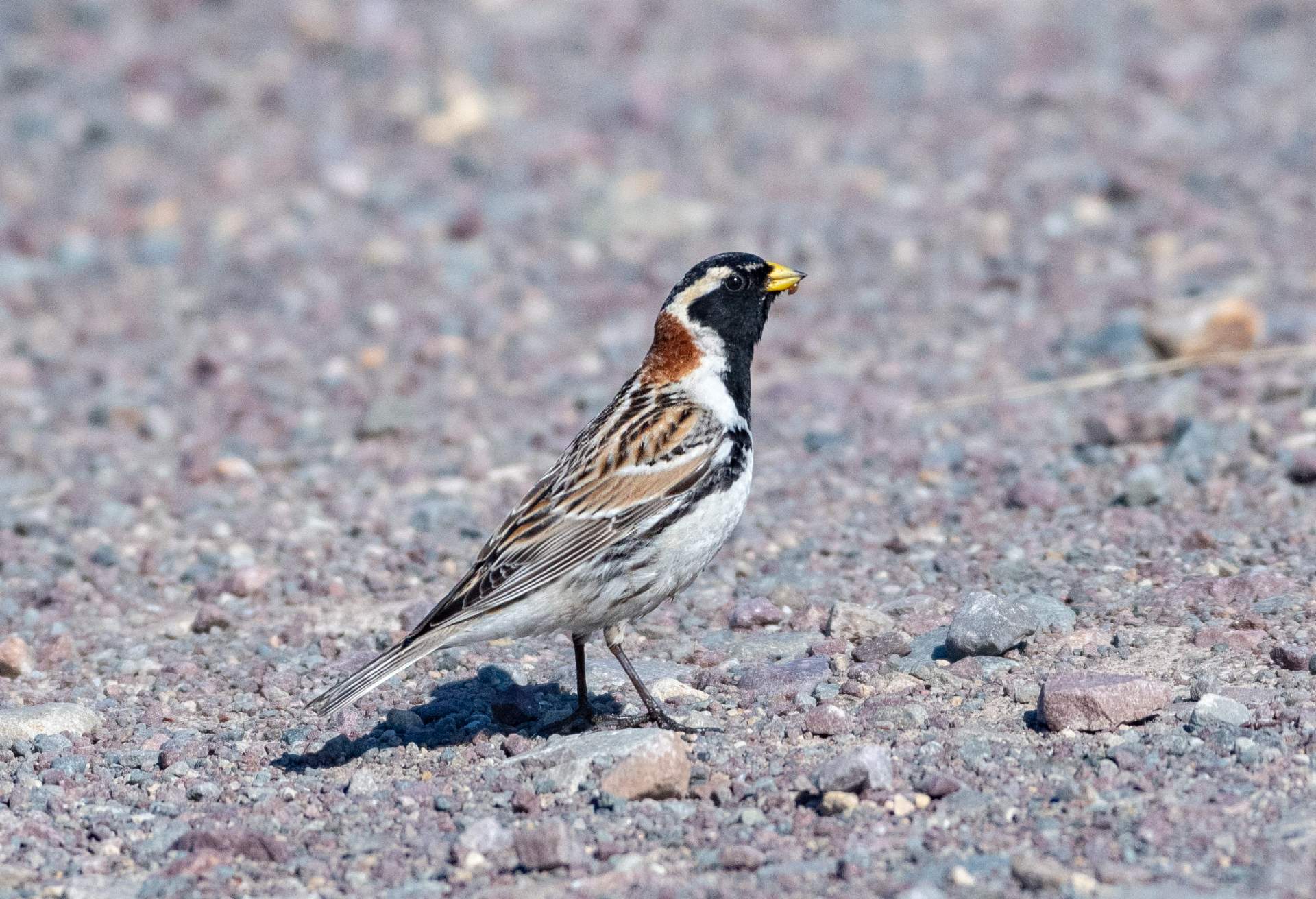 Lapland: birds of the midnight sun - BirdGuides