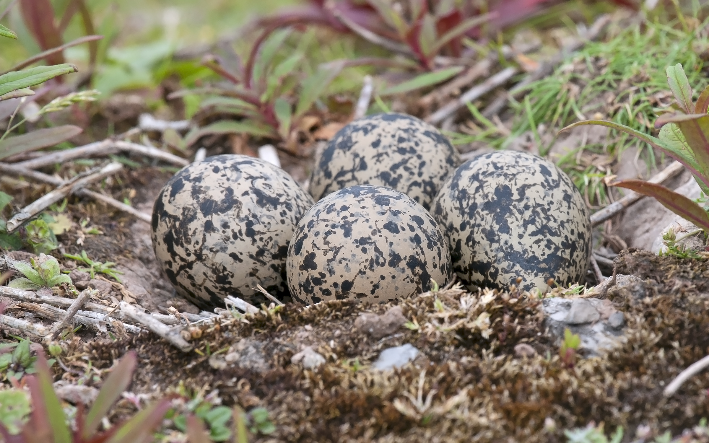 Understanding eggshells - BirdGuides