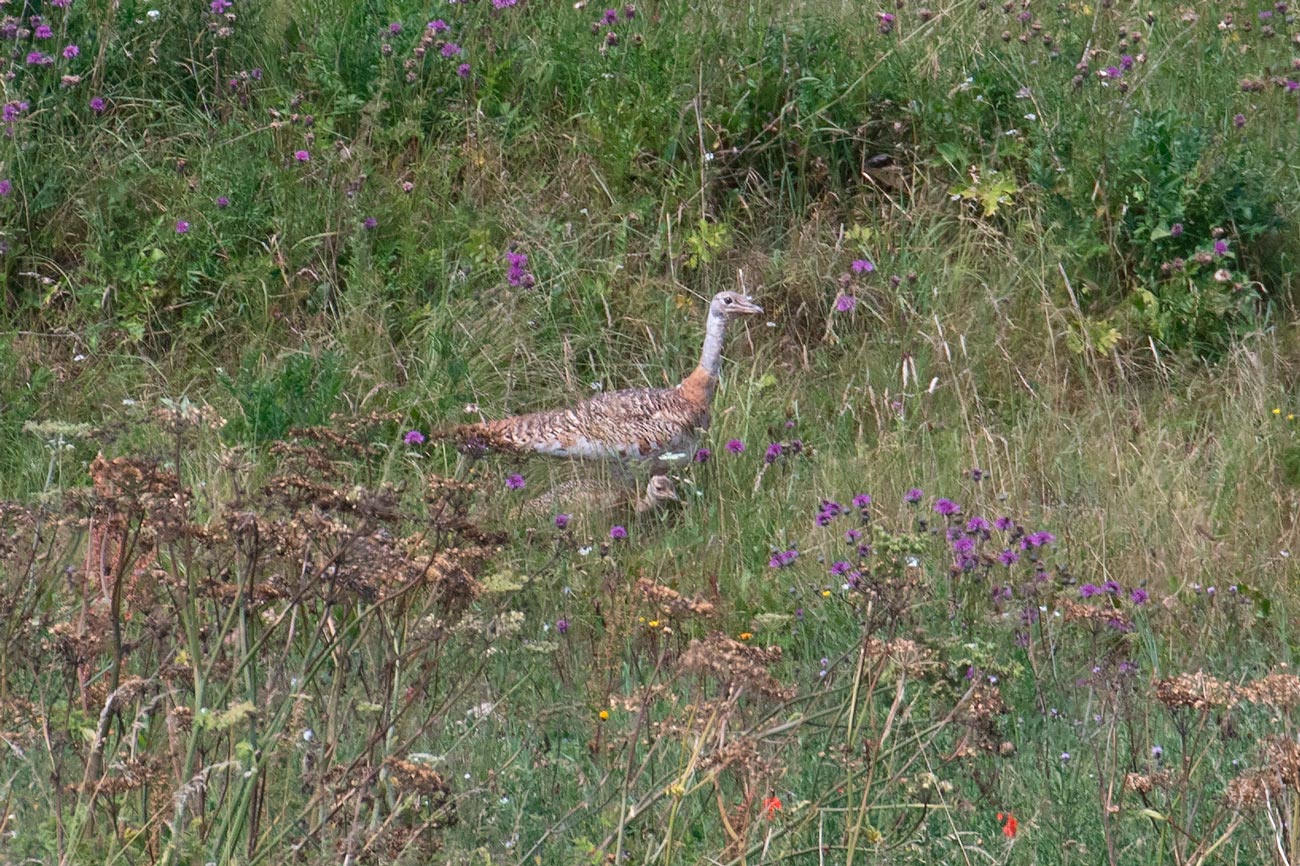 Great British bustards - BirdGuides