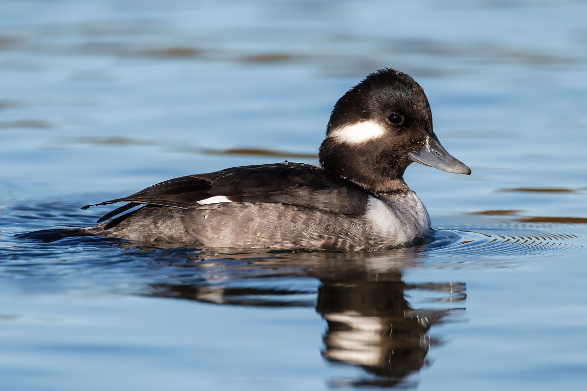 Goldeneye and Bufflehead photo ID guide - BirdGuides