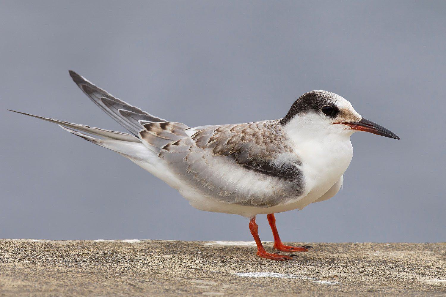 Common, Arctic and Roseate Tern photo ID guide - BirdGuides