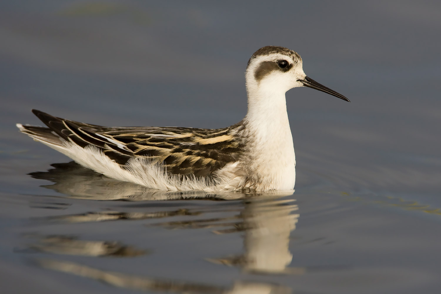 Phalarope photo ID guide - BirdGuides