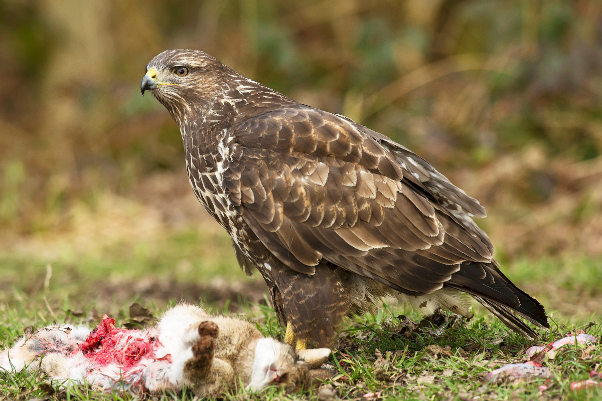 Common and European Honey Buzzards photo ID guide - BirdGuides