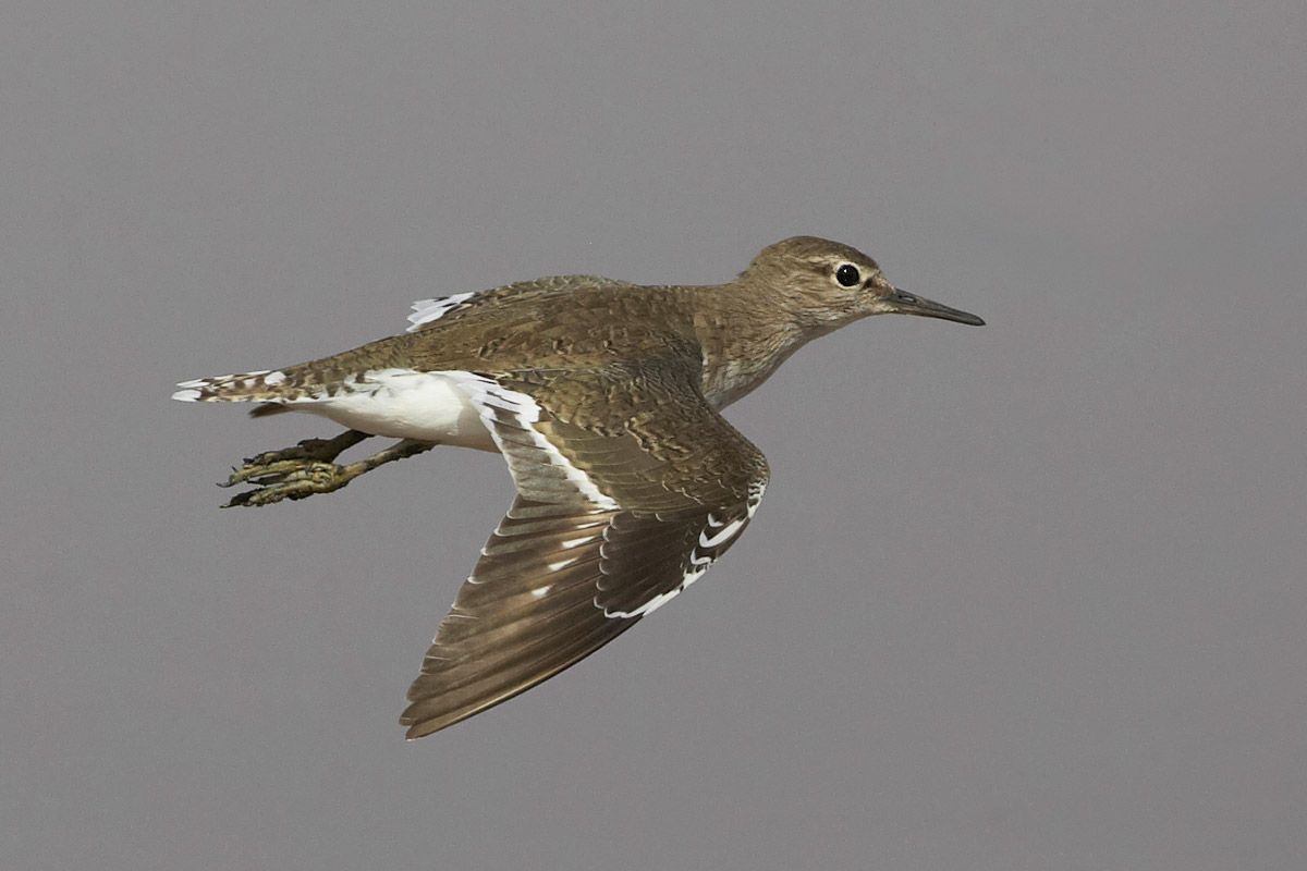 Common, Spotted and Terek Sandpipers photo ID guide - BirdGuides