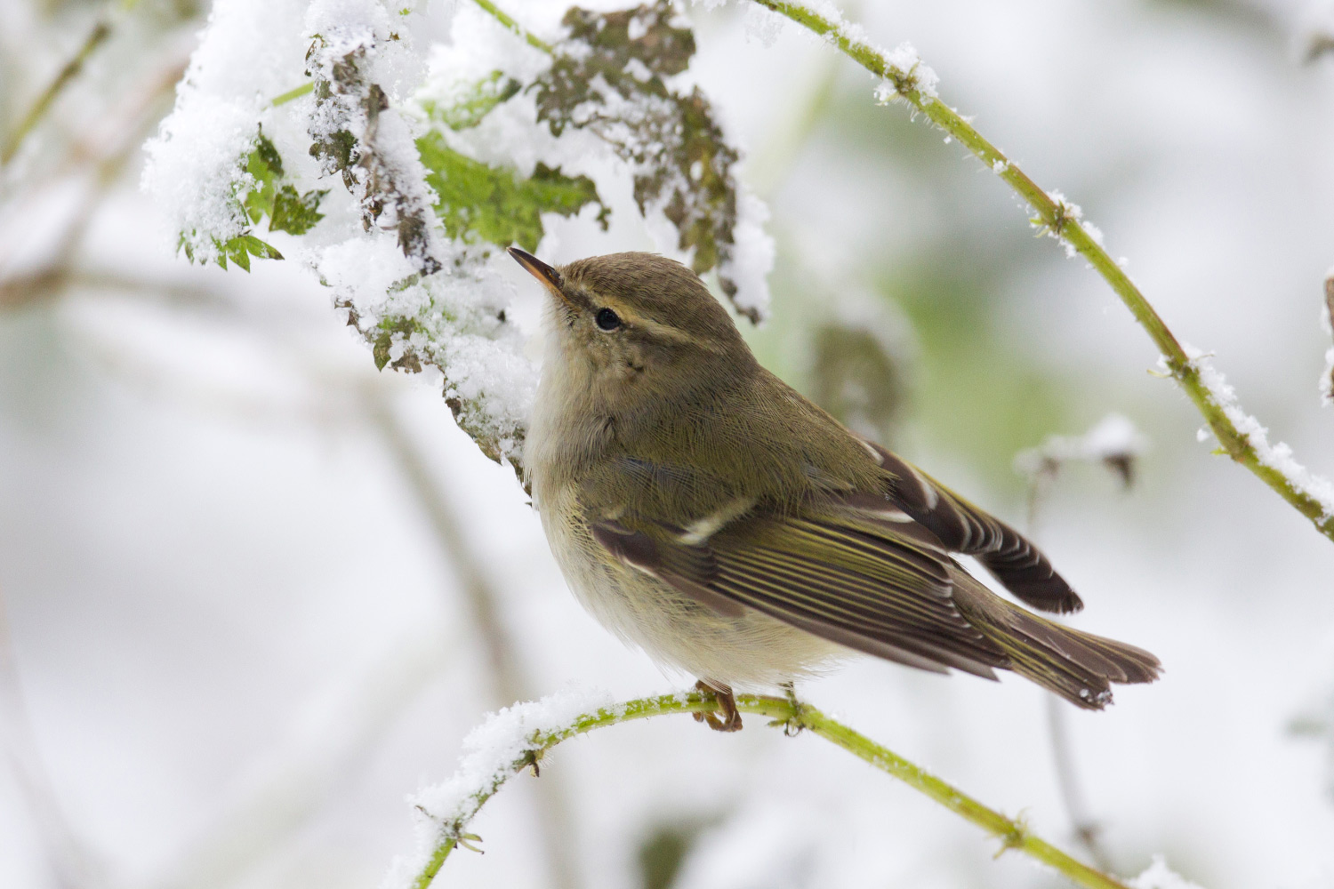 Autumn leaf warbler photo ID guide - BirdGuides