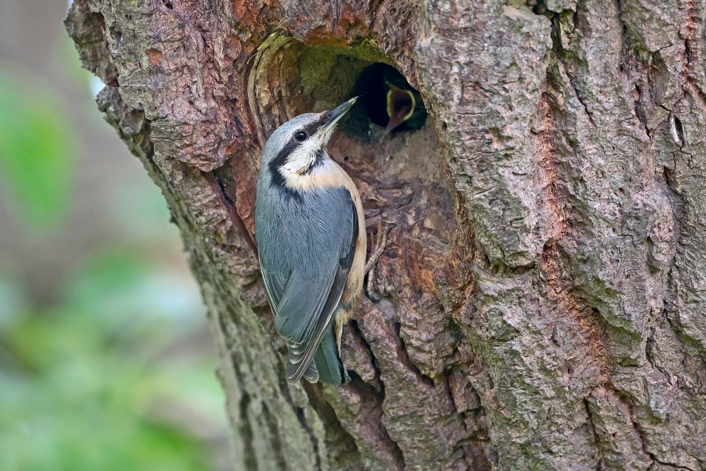 Wildlife to a tee - BirdGuides