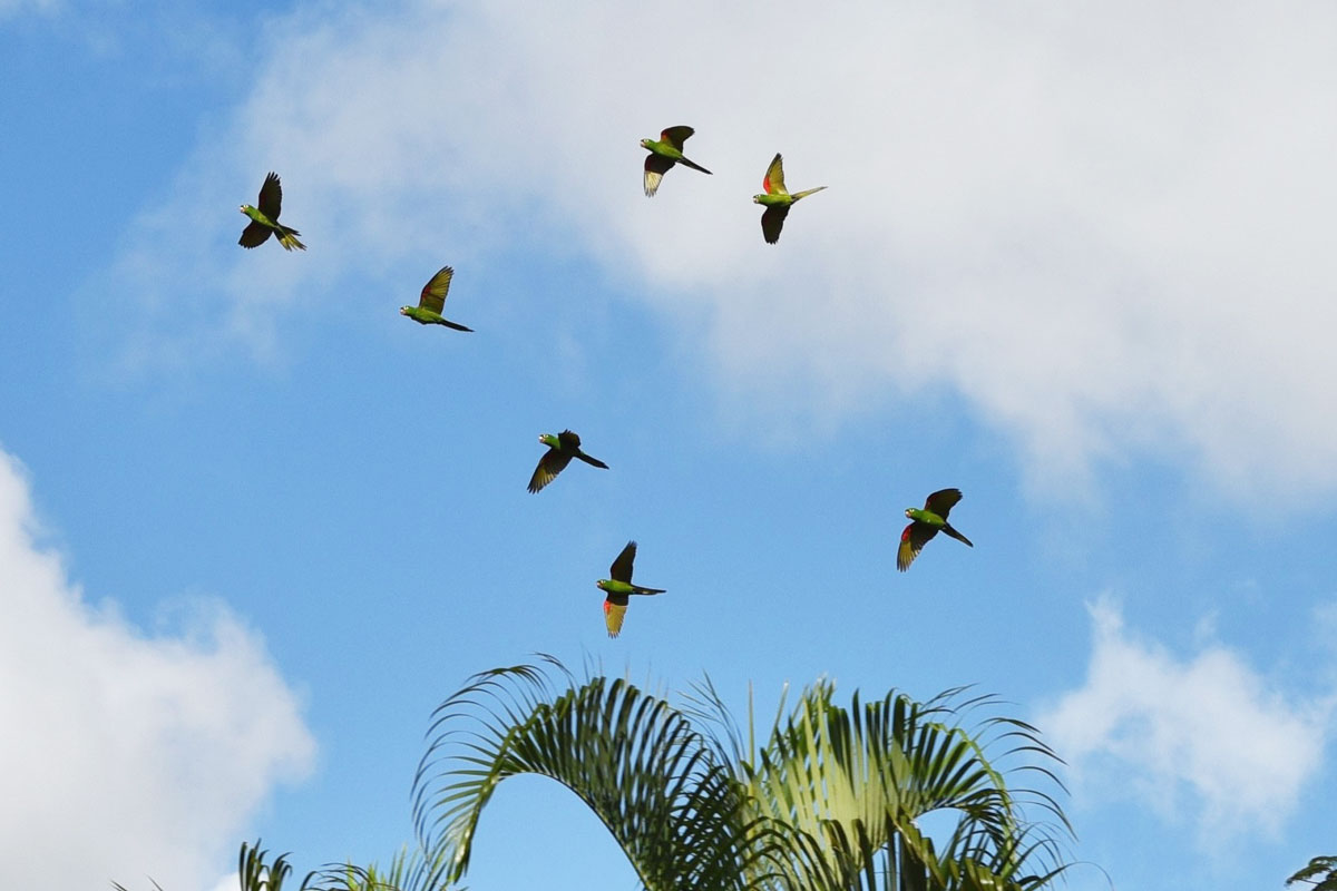 Urban parakeets could save species from extinction - BirdGuides