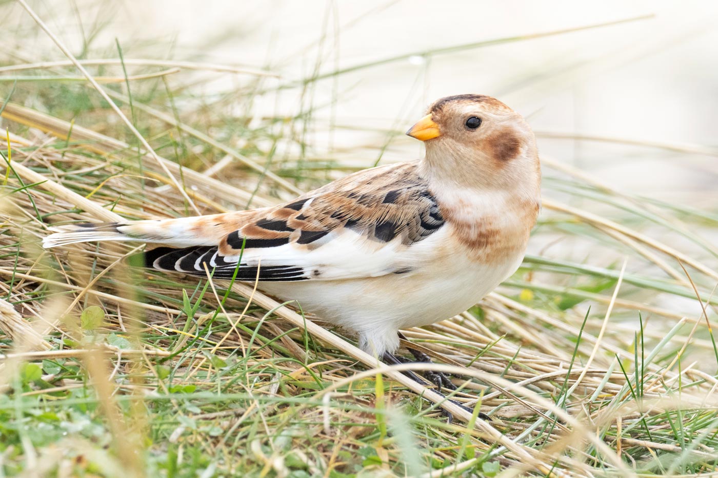Snow Bunting photo ID guide - BirdGuides