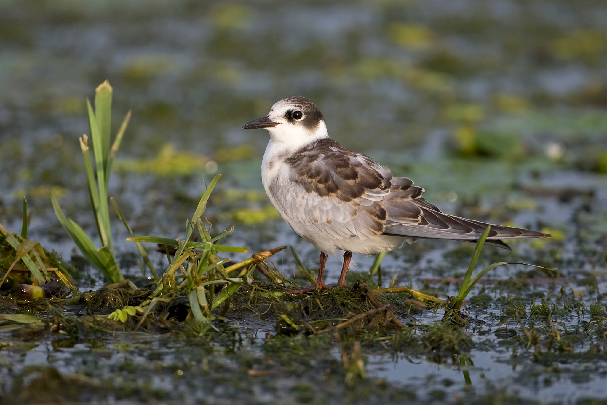 Marsh tern photo ID guide - BirdGuides
