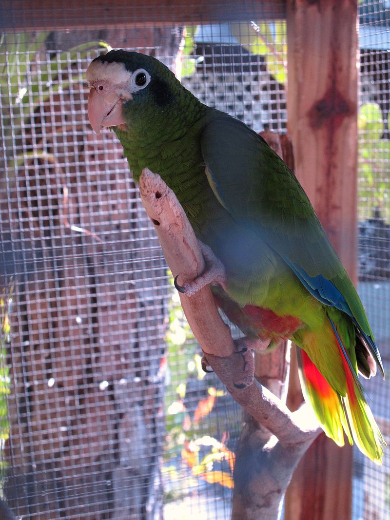 Renewed efforts to save Hispaniolan parrots - BirdGuides