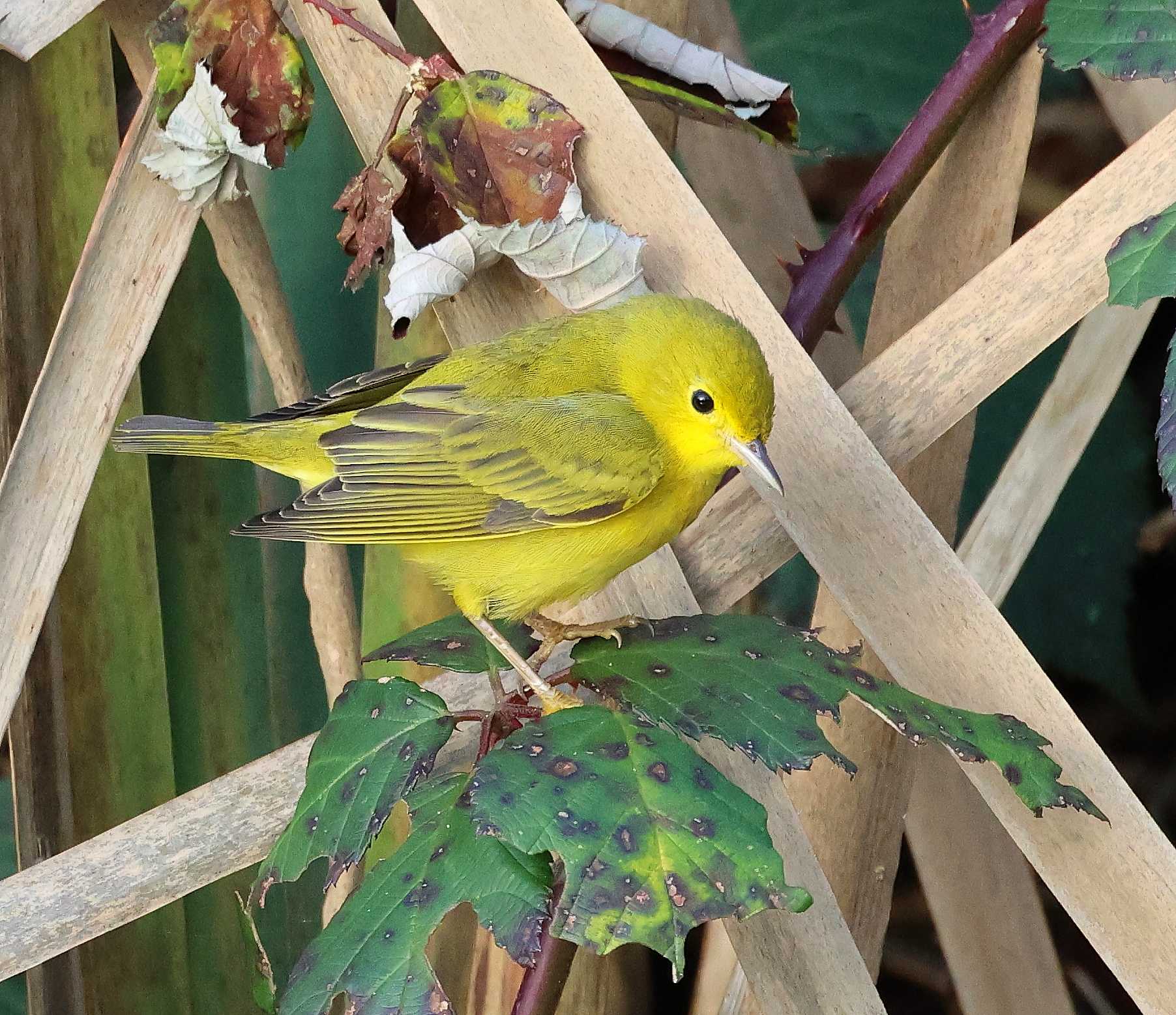 Rarity finders: American Yellow Warbler in Kent - BirdGuides