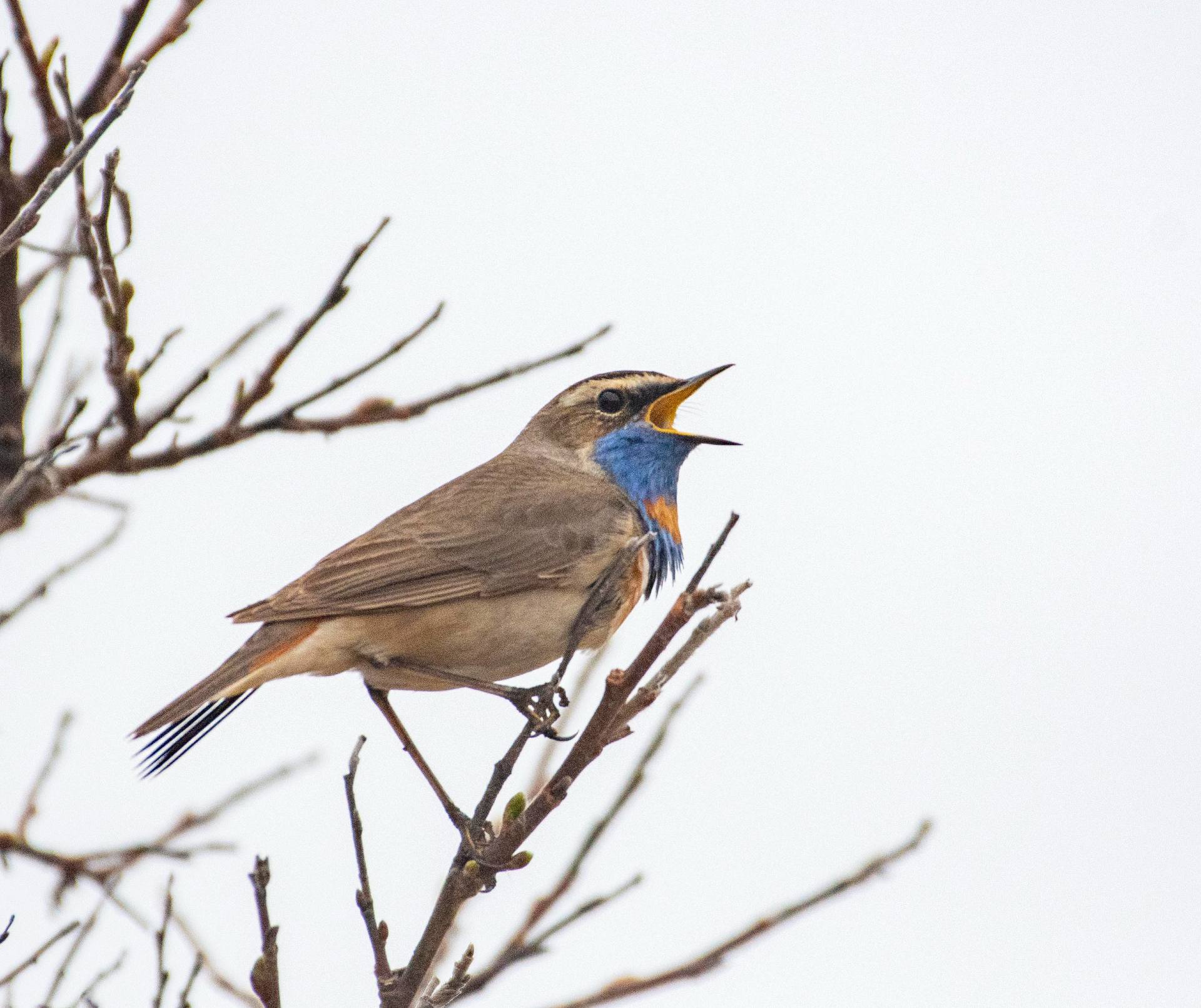 Lapland: birds of the midnight sun - BirdGuides