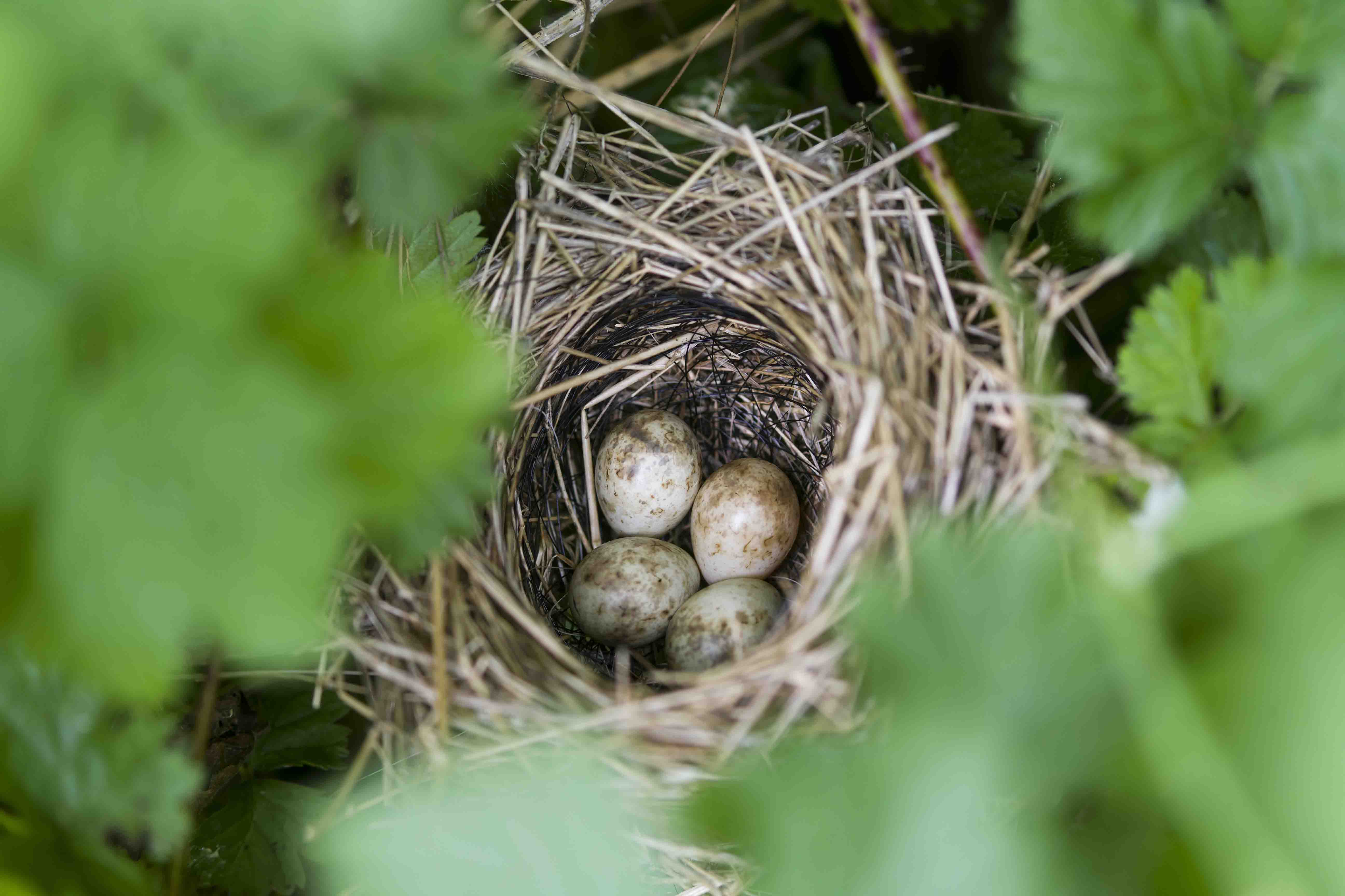 Understanding eggshells - BirdGuides