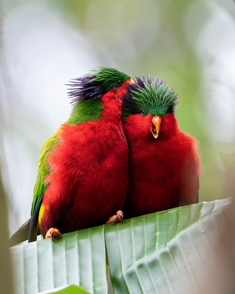 Kuhl's Lorikeet thrives on Pacific island - BirdGuides