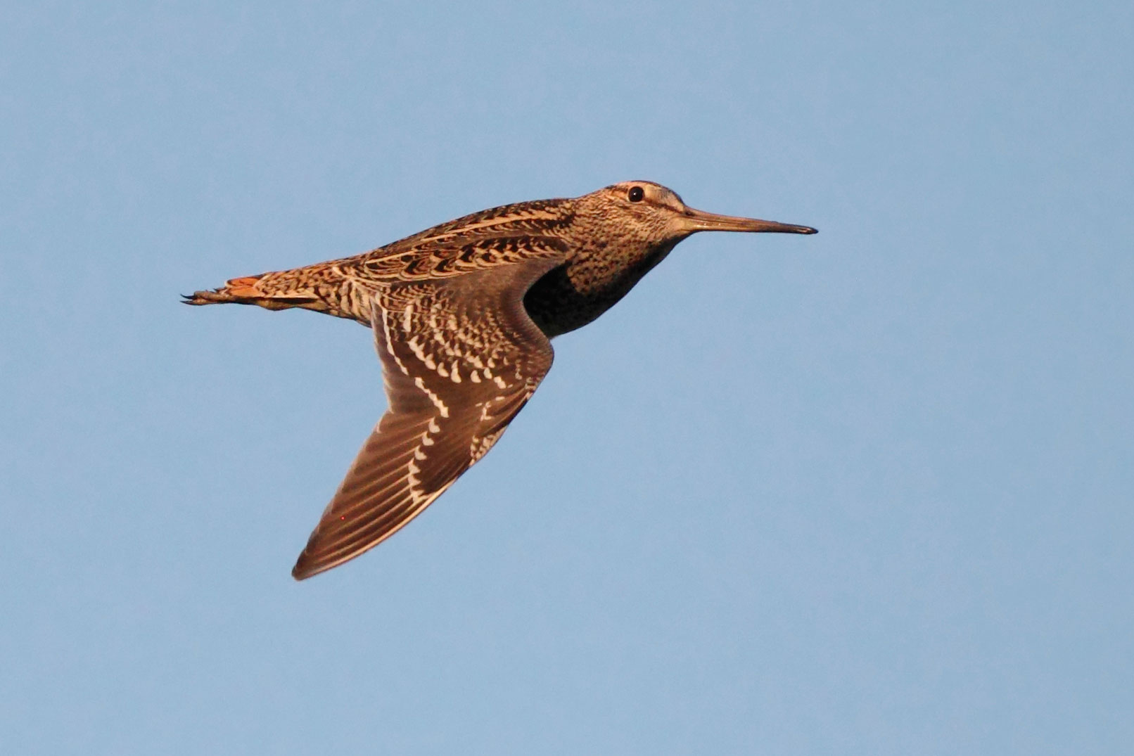 Common Snipe, Great Snipe and Eurasian Woodcock photo ID guide - BirdGuides