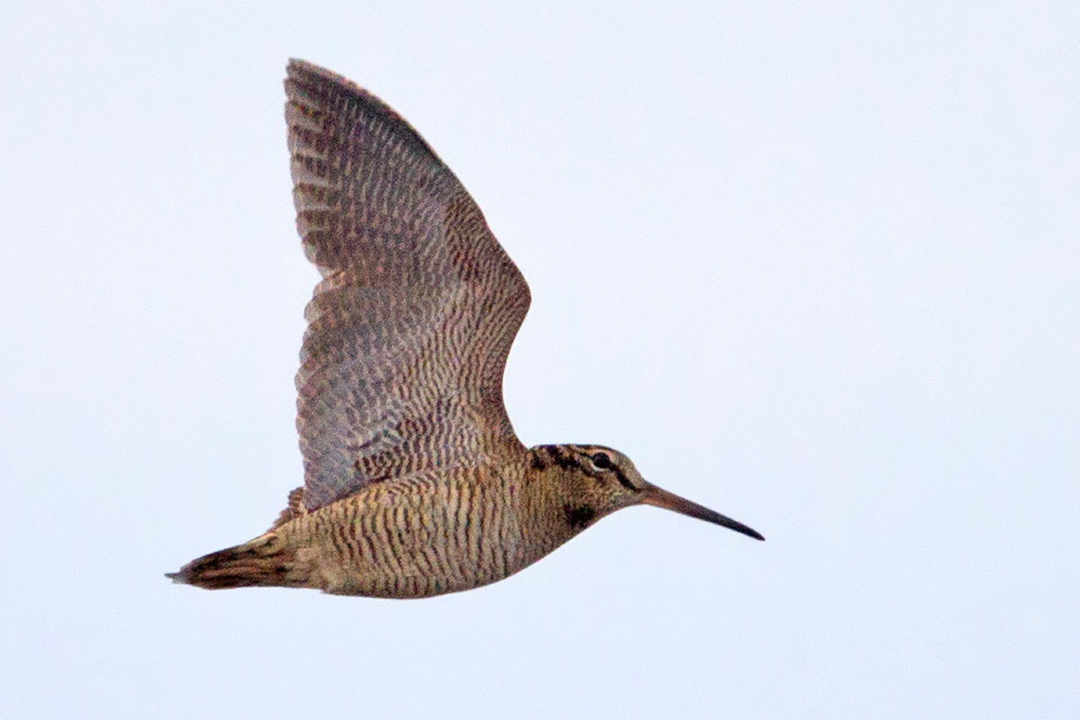 Common Snipe, Great Snipe and Eurasian Woodcock photo ID guide - BirdGuides