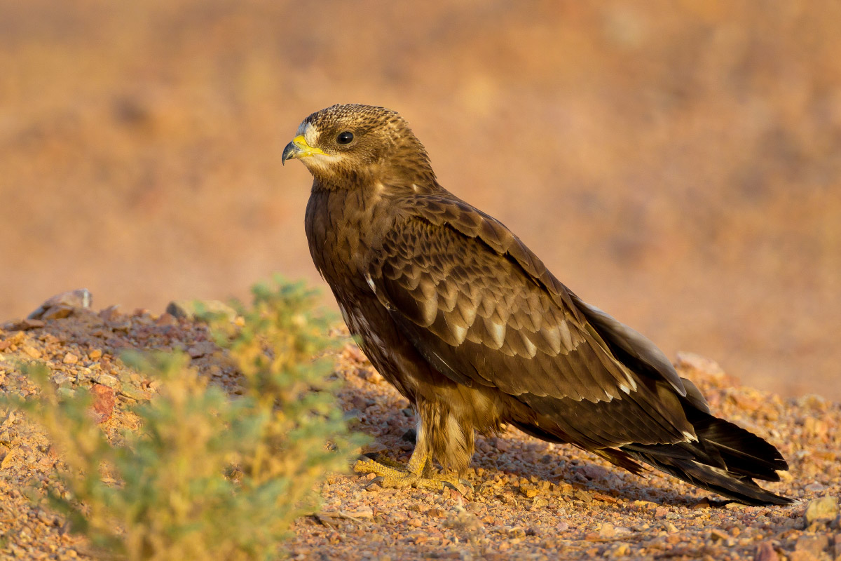 Common and European Honey Buzzards photo ID guide - BirdGuides