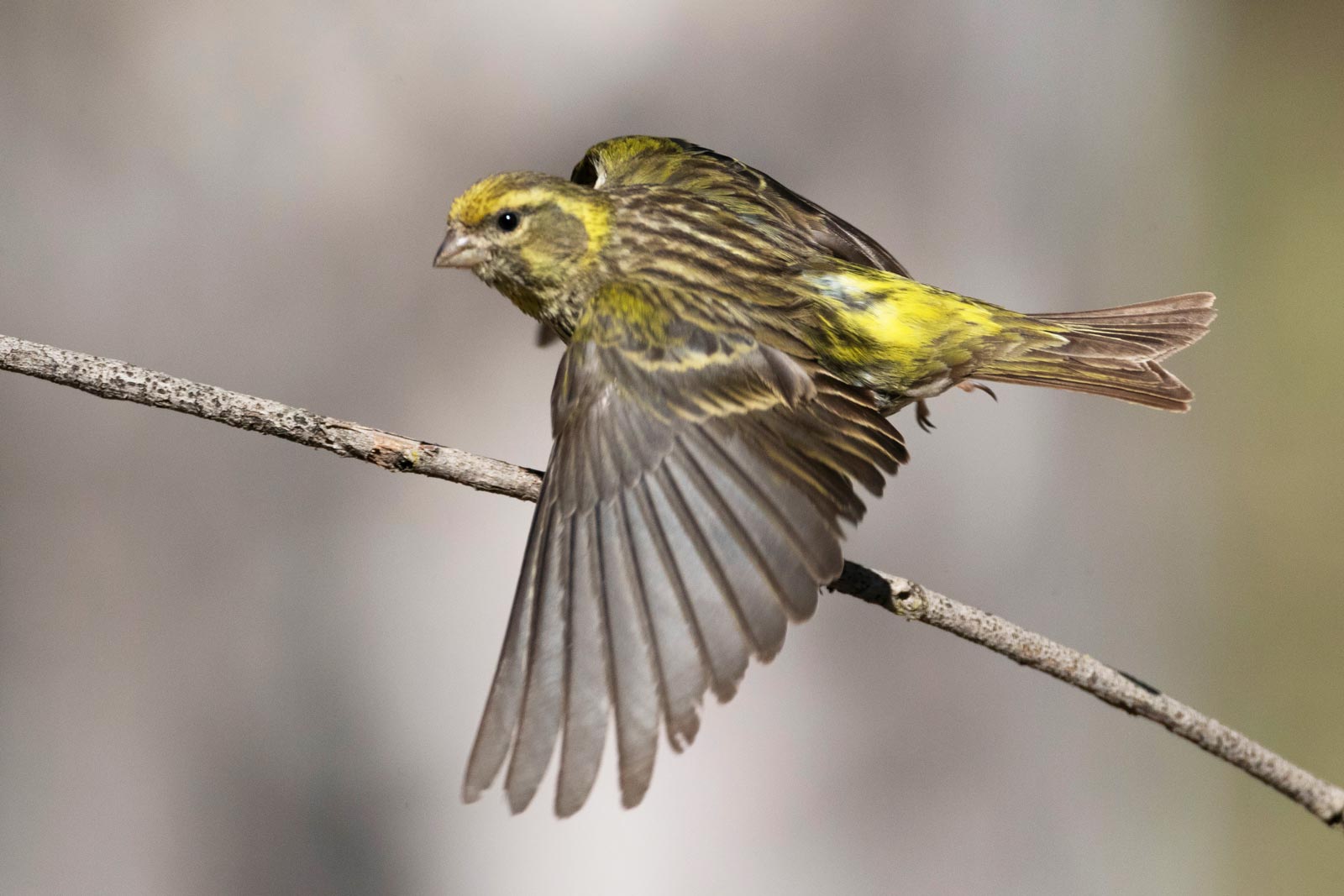 Eurasian Siskin, European Serin and Citril Finch photo ID guide ...