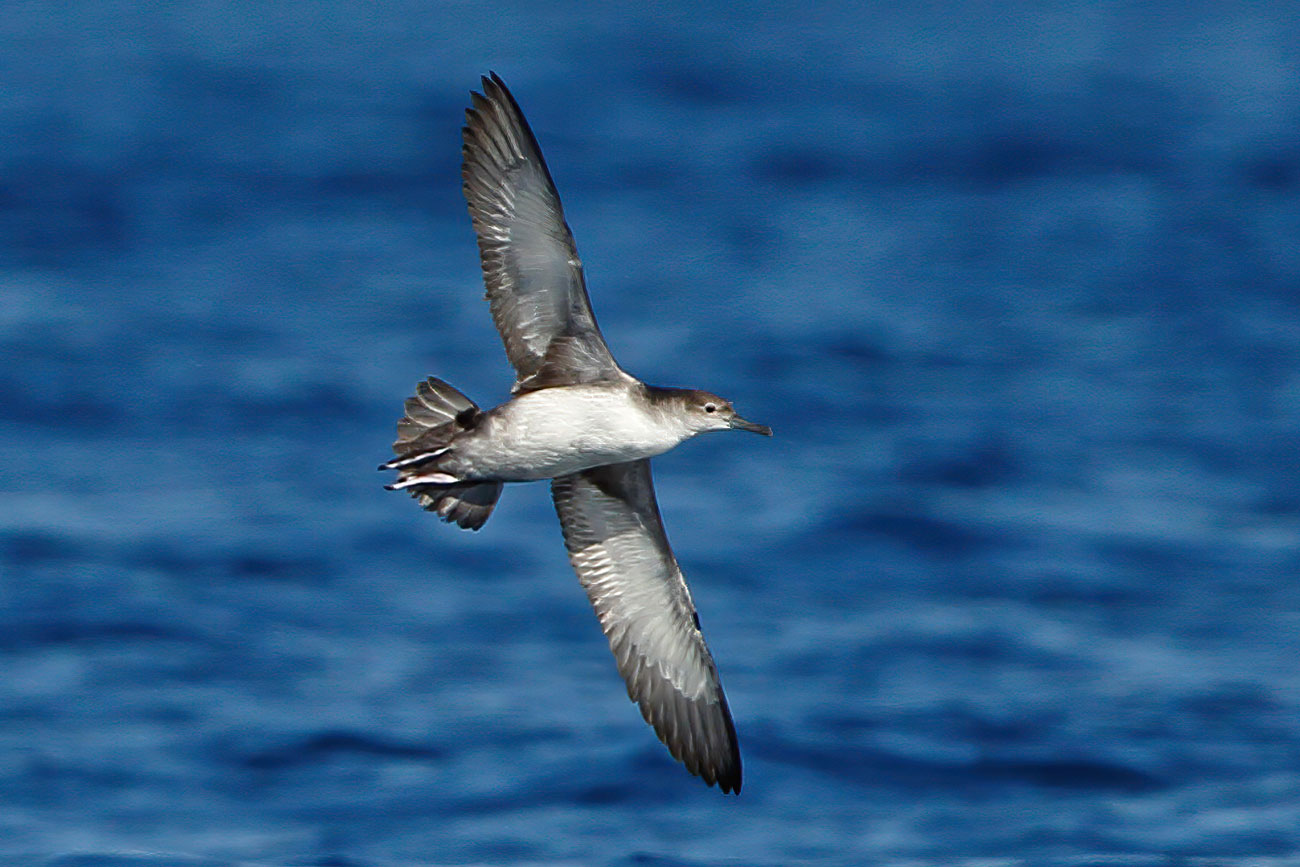 Manx, Balearic and Yelkouan Shearwaters photo ID guide - BirdGuides