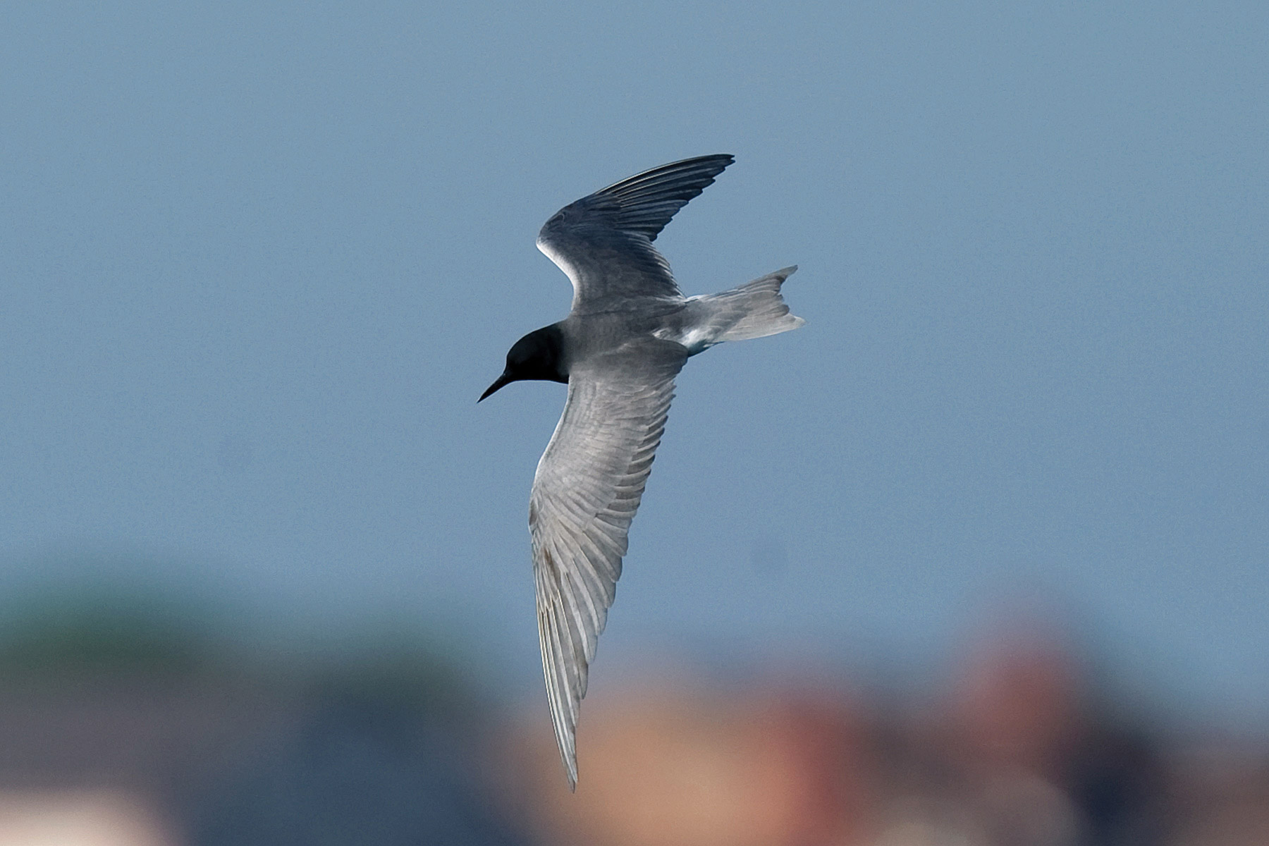Marsh tern photo ID guide - BirdGuides