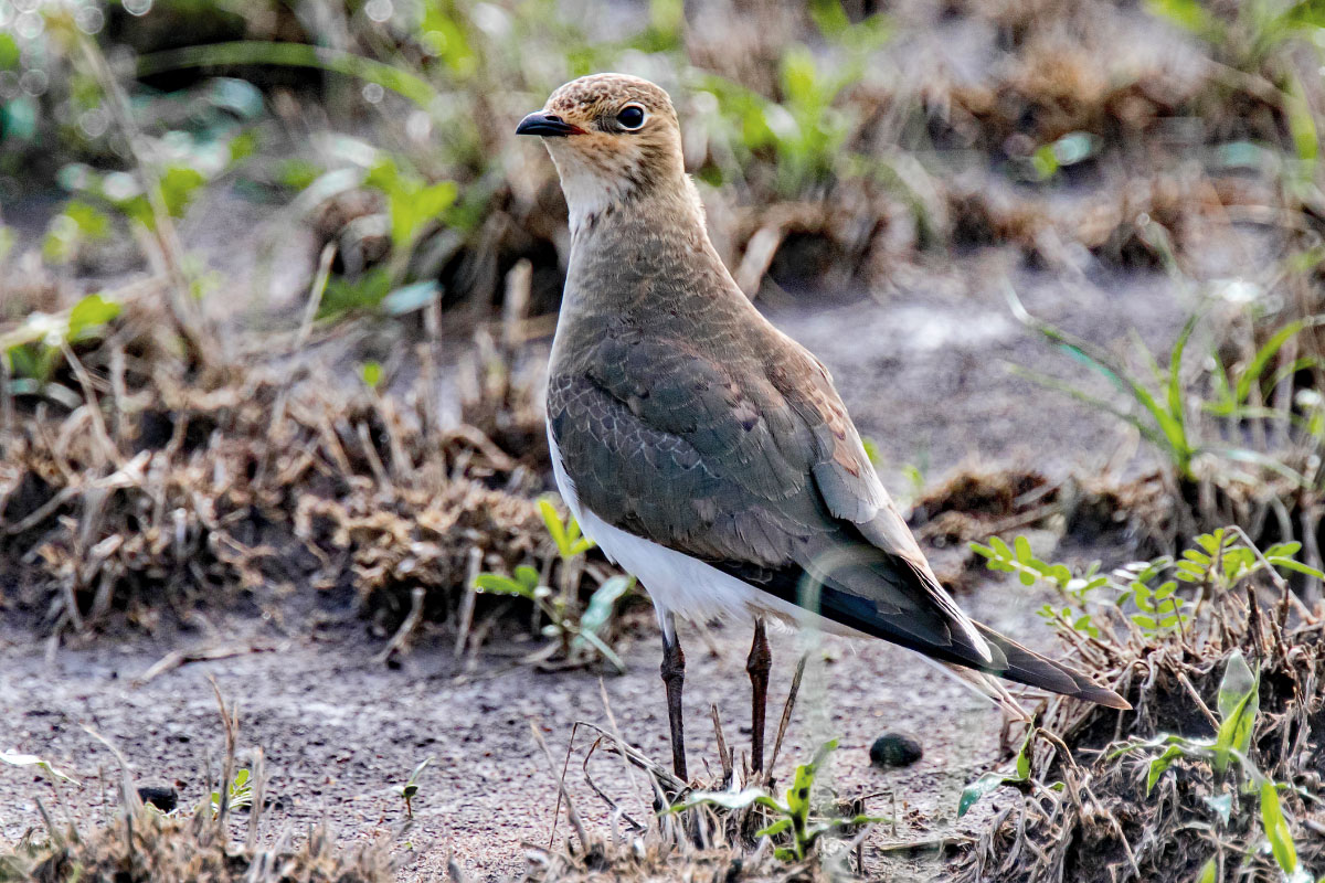 Pratincoles photo ID guide - BirdGuides
