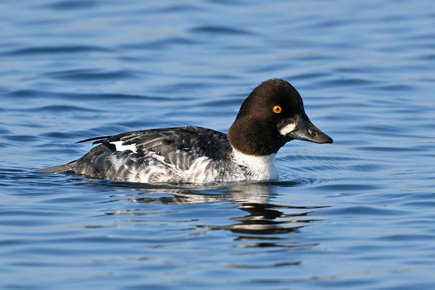 Goldeneye and Bufflehead photo ID guide - BirdGuides