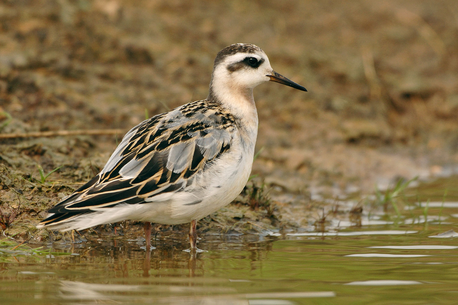 Phalarope photo ID guide - BirdGuides