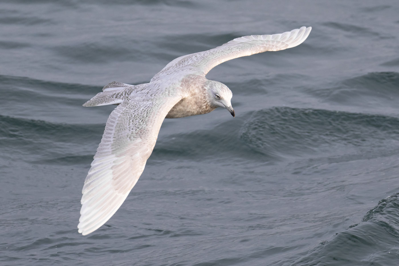 Glaucous and Iceland Gulls photo ID guide - BirdGuides