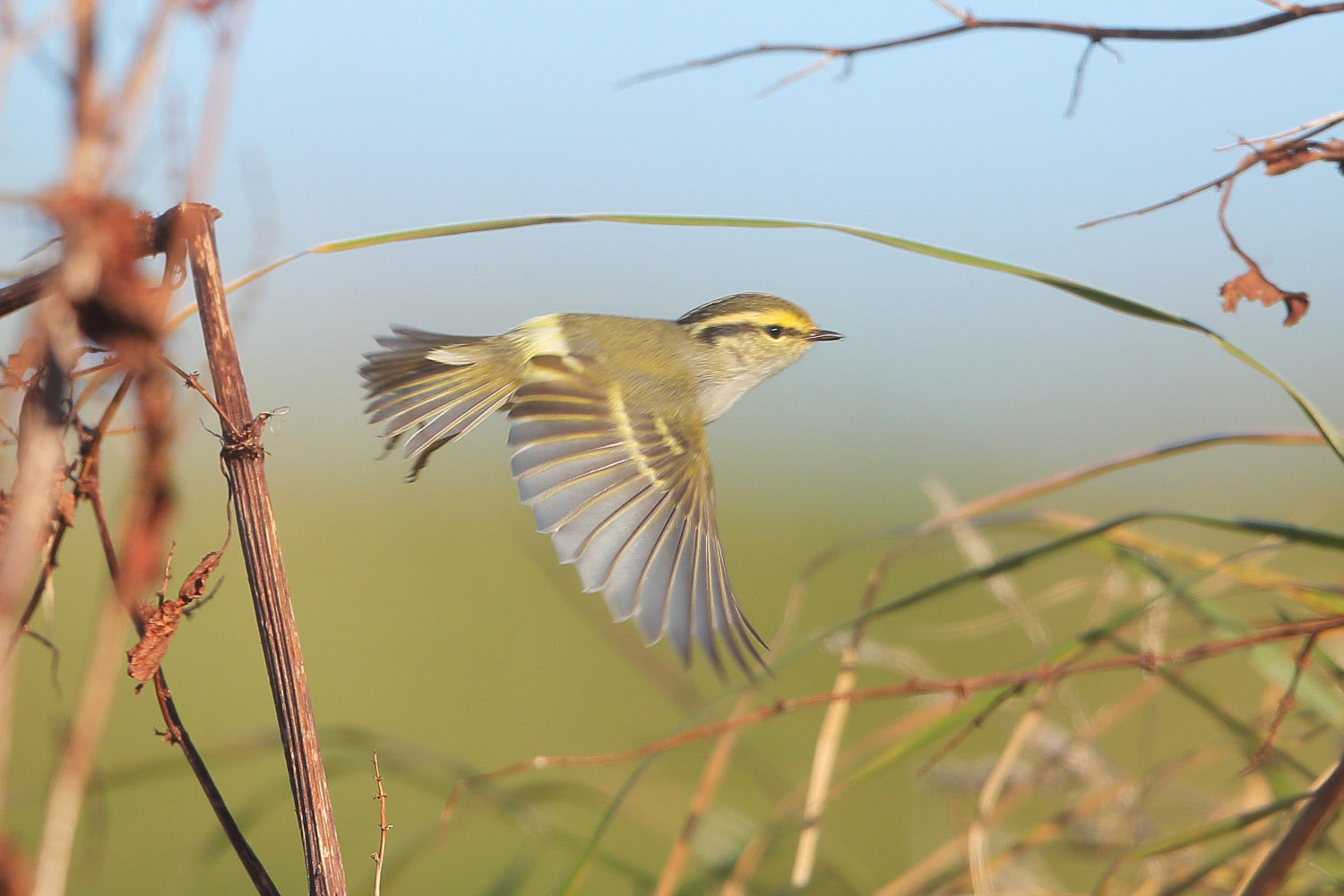 Autumn leaf warbler photo ID guide - BirdGuides