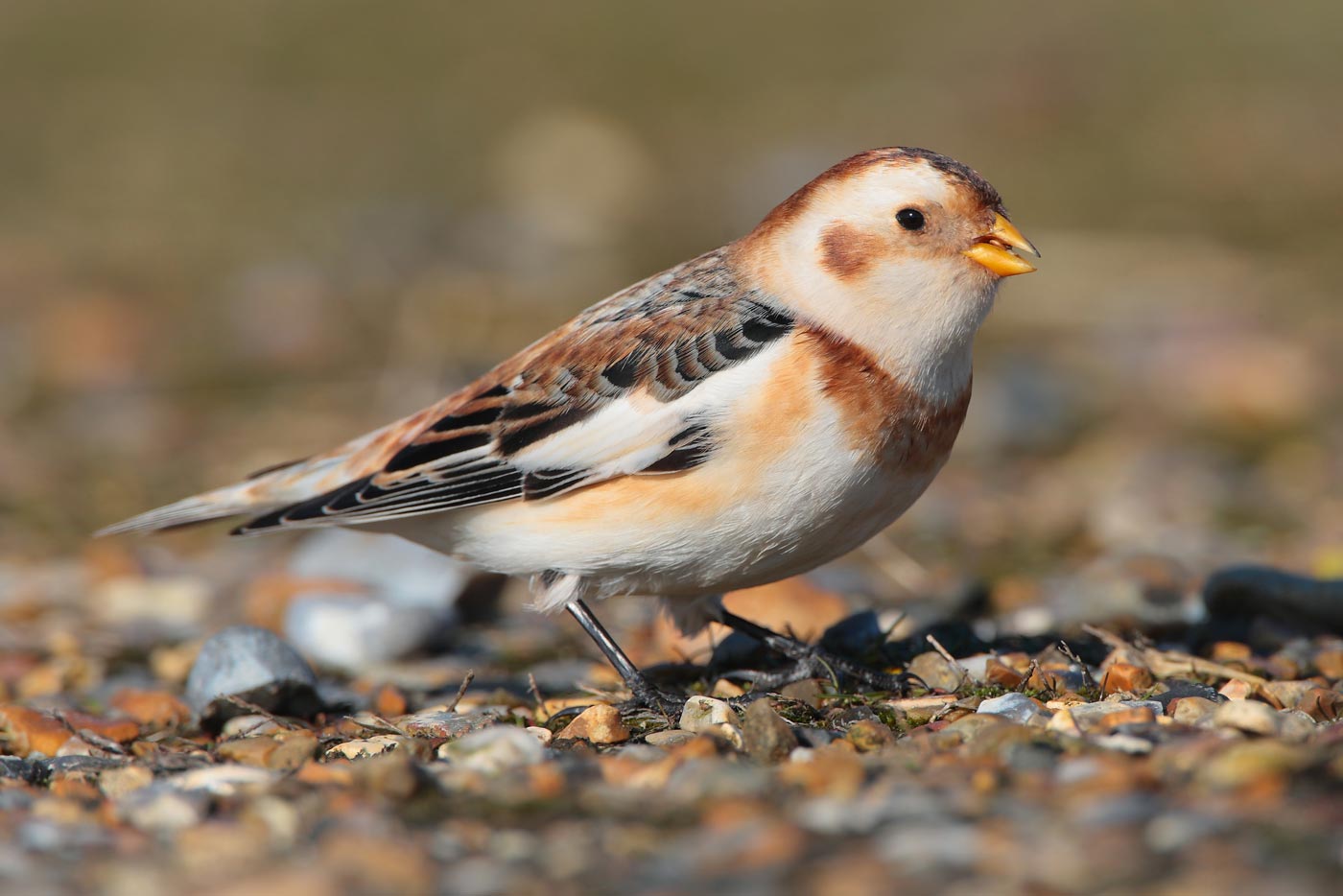 Snow Bunting photo ID guide - BirdGuides