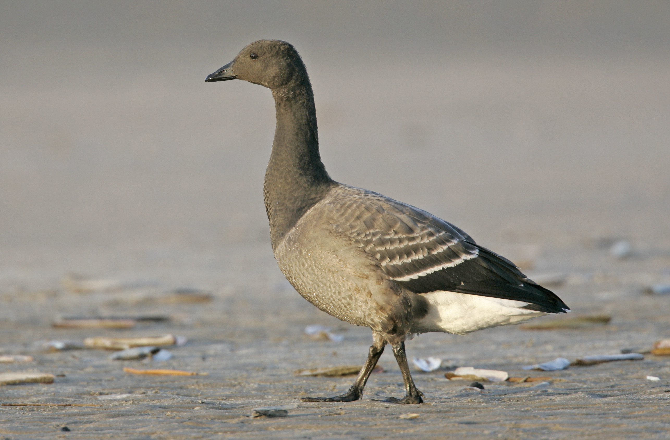Brent Geese photo ID guide - BirdGuides