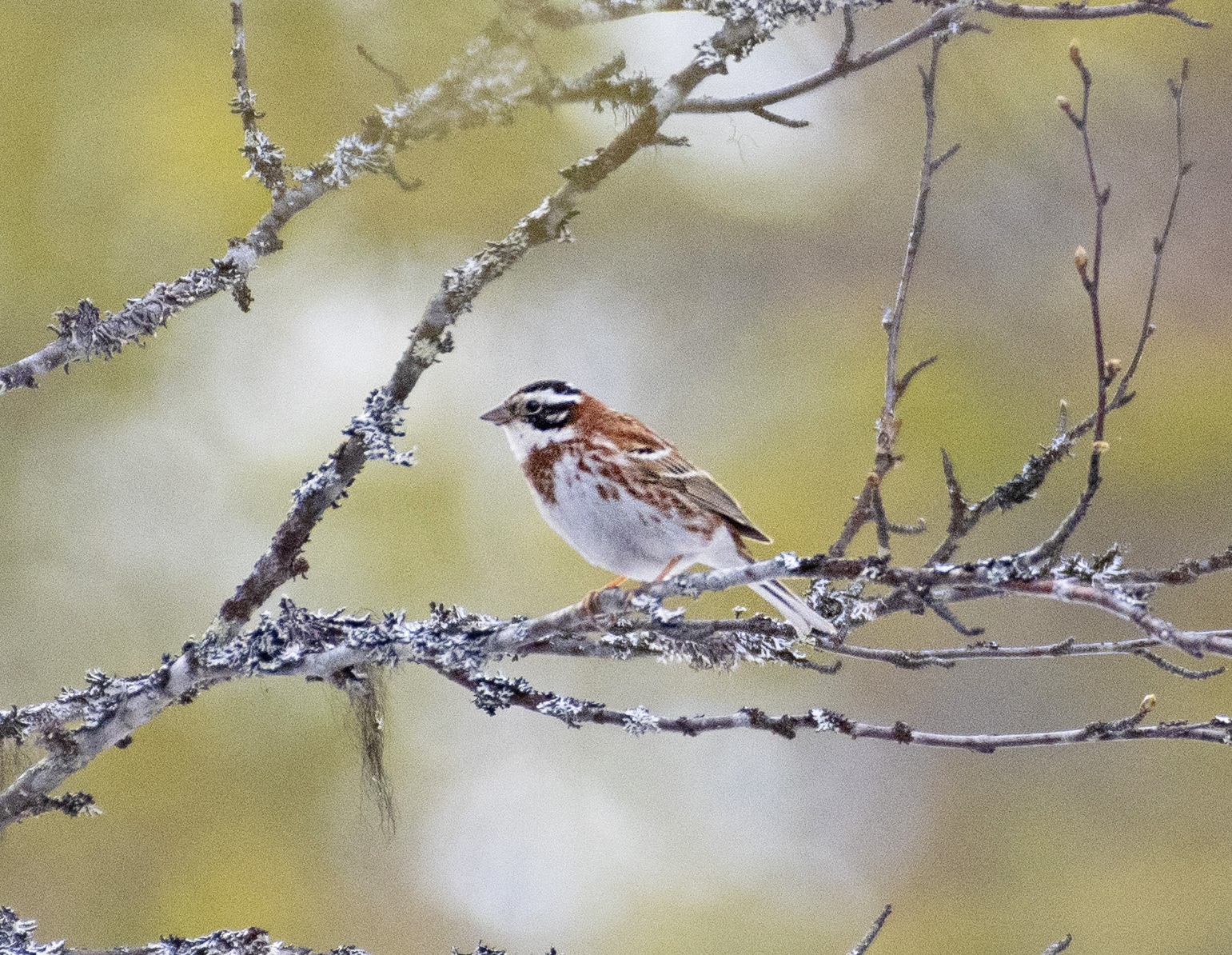 Lapland: birds of the midnight sun - BirdGuides