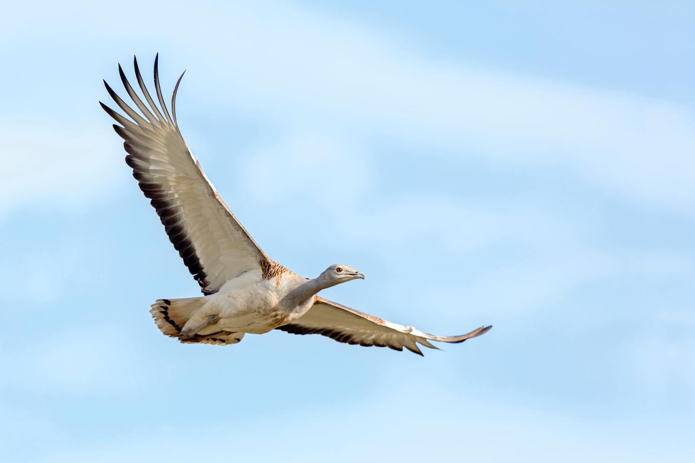 Great British bustards - BirdGuides
