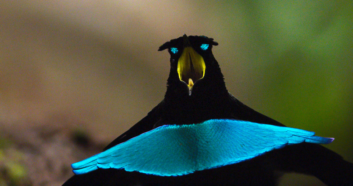 Dancing with the Birds: on location - BirdGuides