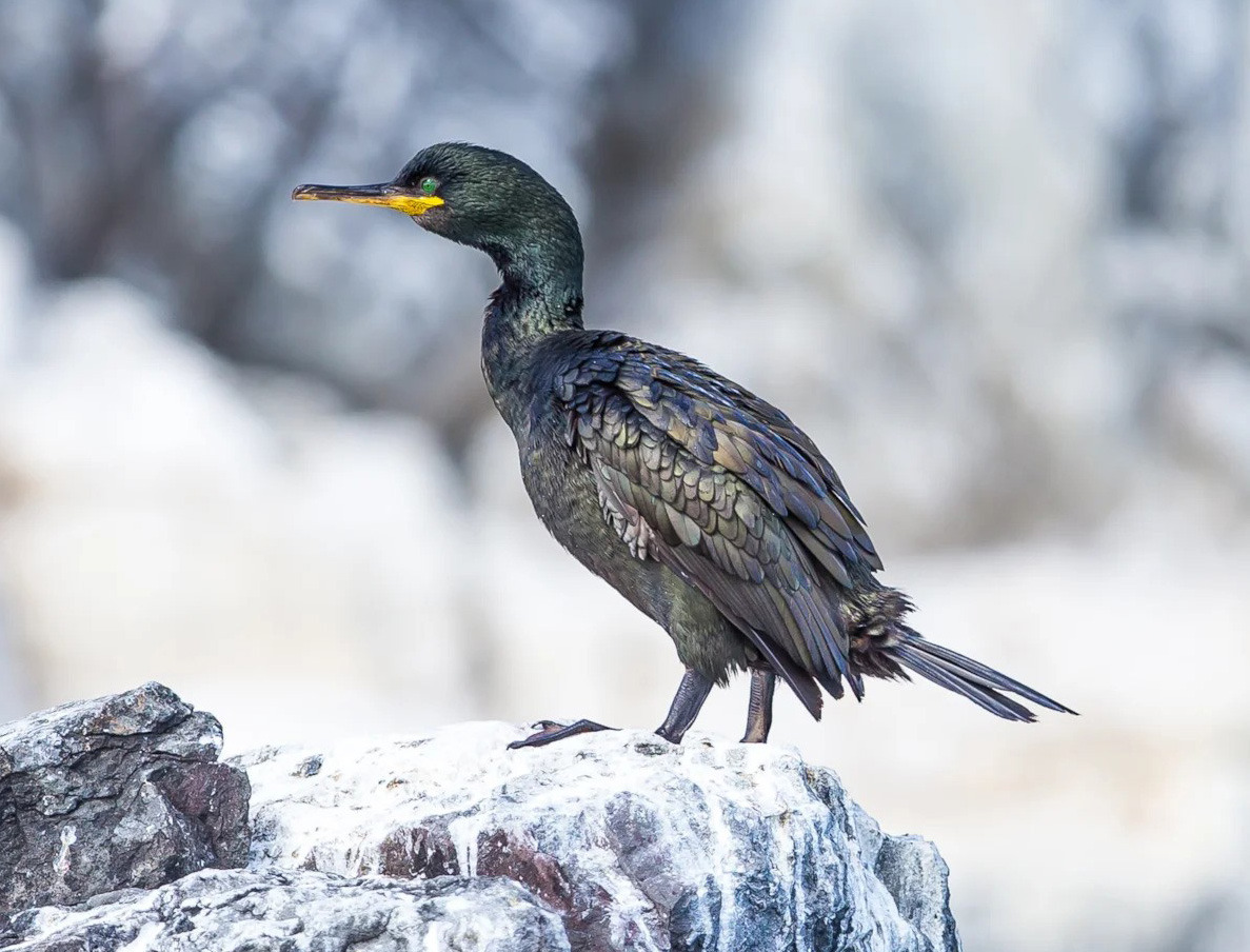 Scientists investigate shag inheritance of storm avoidance - BirdGuides