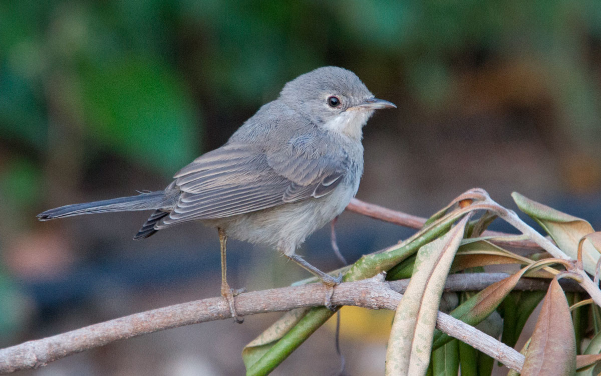 Subalpine warblers photo ID guide - BirdGuides